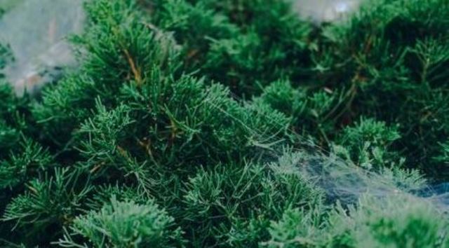 Evergreen Post, Solusi Web Jarang Update Banyak Pengunjung » Romeltea ...